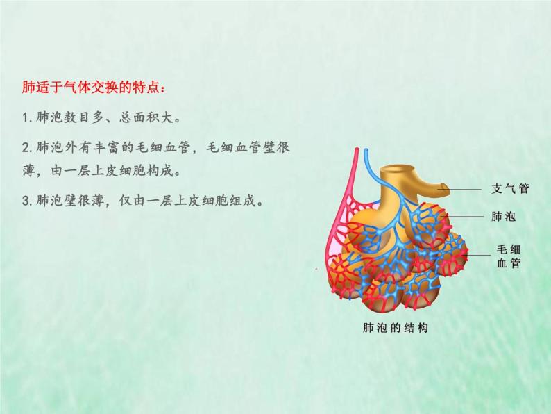 苏教版七年级下册第三节 人体和外界环境的气体交换图文课件ppt 教习网课件下载