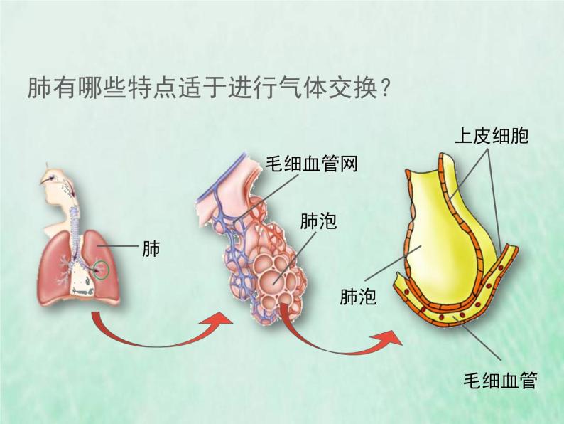 苏教版七年级下册第三节 人体和外界环境的气体交换备课课件ppt 教习网课件下载