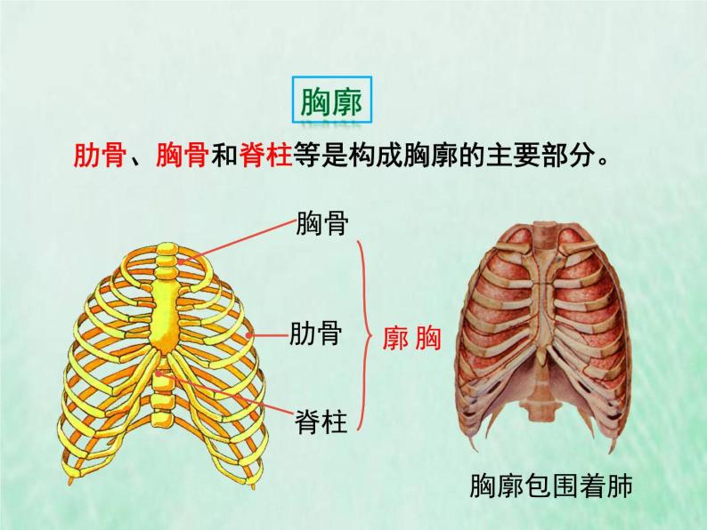 苏教版七年级下册第三节 人体和外界环境的气体交换备课课件ppt 教习网课件下载
