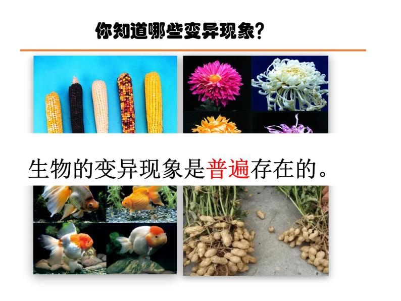 人教版 新课标第五节 生物的变异课文内容课件ppt 教习网课件下载