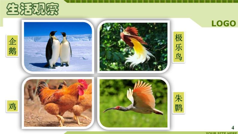 初中生物人教版 新课标八年级下册第四节 鸟的生殖和发育图片ppt课件 教习网课件下载