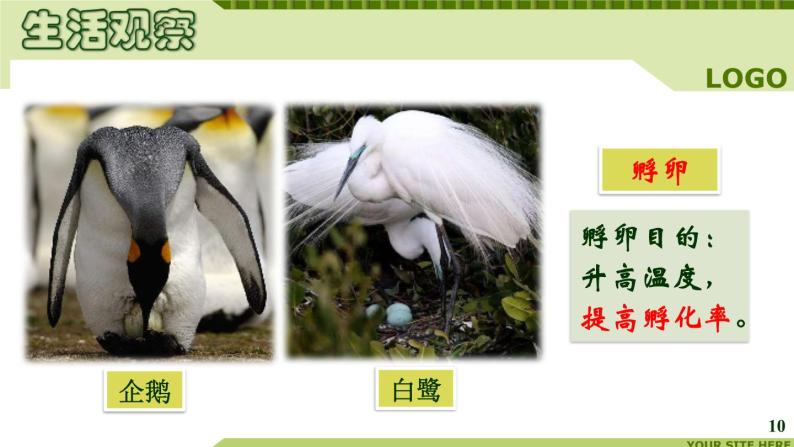初中生物人教版 新课标八年级下册第四节 鸟的生殖和发育图片ppt课件 教习网课件下载