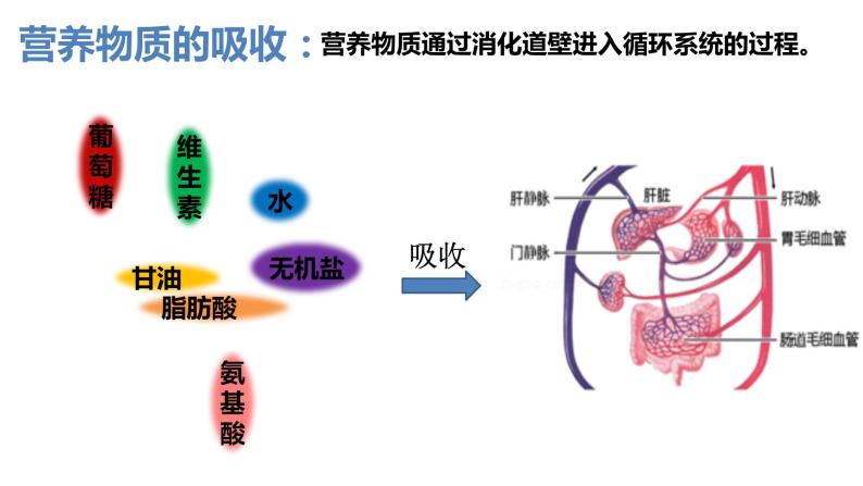 2021学年第二节 消化和吸收课前预习课件ppt 教习网课件下载