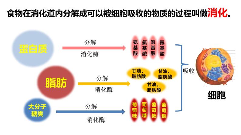 生物七年级下册第二节 消化和吸收评课课件ppt 教习网课件下载