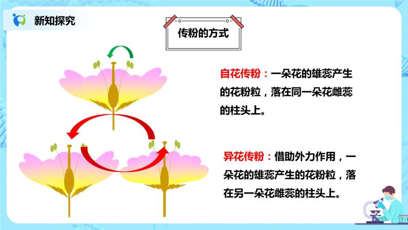 人教版 新课标七年级上册第三单元 生物圈中的绿色植物第二章 被子植物的一生第三节 开花和结果精品ppt课件 教习网课件下载