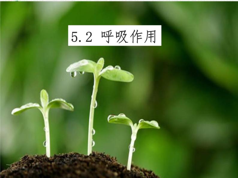 初中生物北师大版七年级上册第2节 呼吸作用示范课ppt课件 教习网课件下载