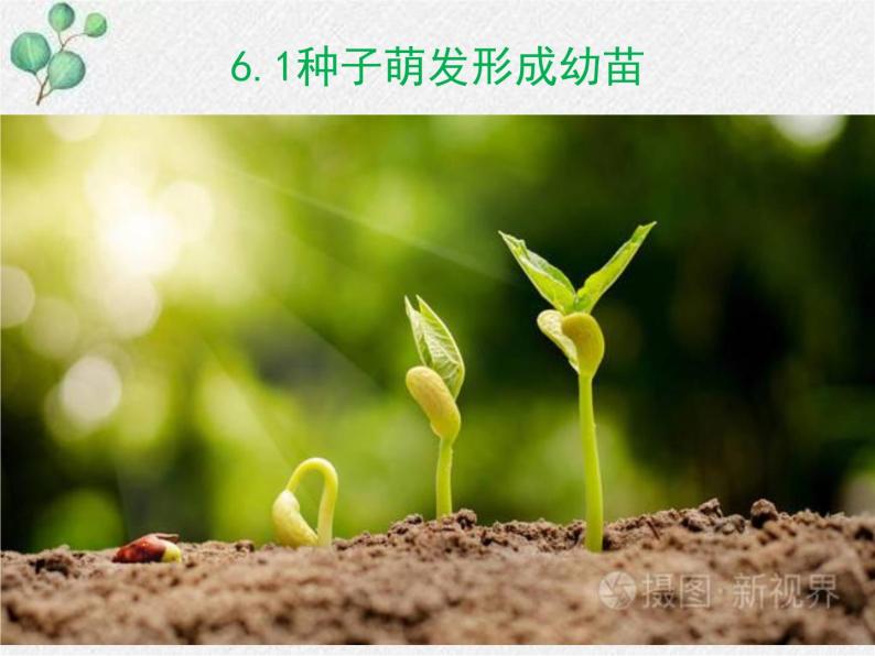 初中生物北师大版七年级上册第1节 种子萌发形成幼苗课堂教学ppt课件 教习网课件下载