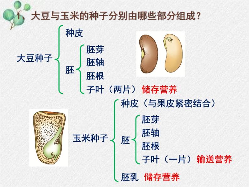 初中生物北师大版七年级上册第1节 种子萌发形成幼苗课堂教学ppt课件 教习网课件下载