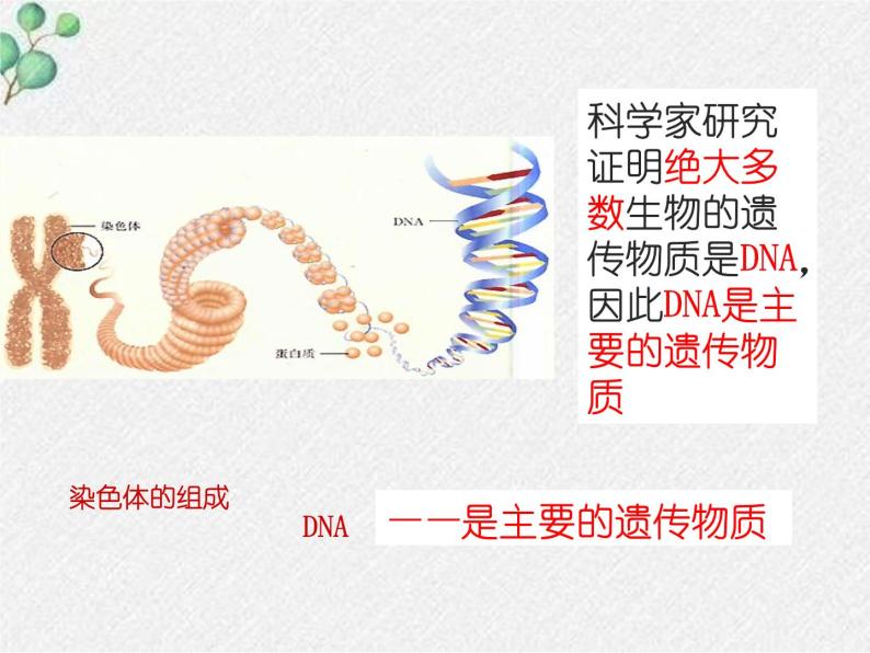八年级上册第2节 性状遗传的物质基础授课ppt课件 教习网课件下载