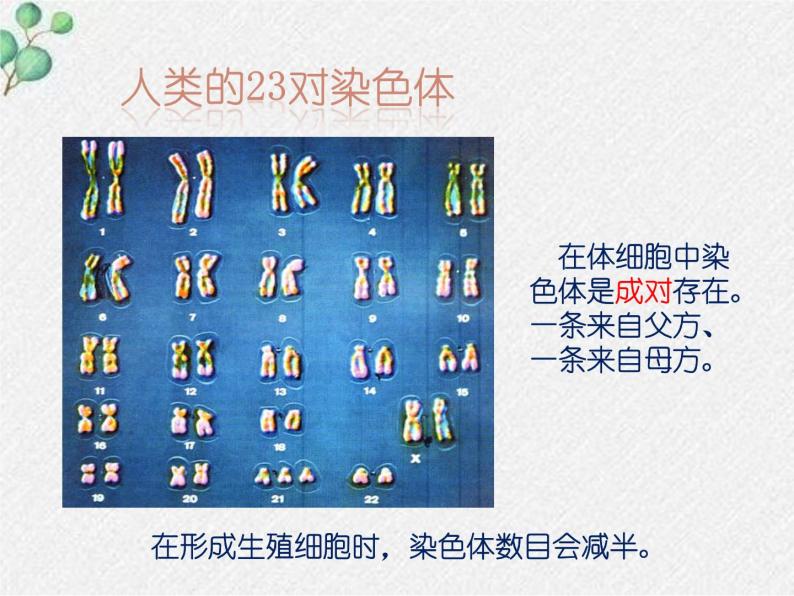 八年级上册第2节 性状遗传的物质基础授课ppt课件 教习网课件下载