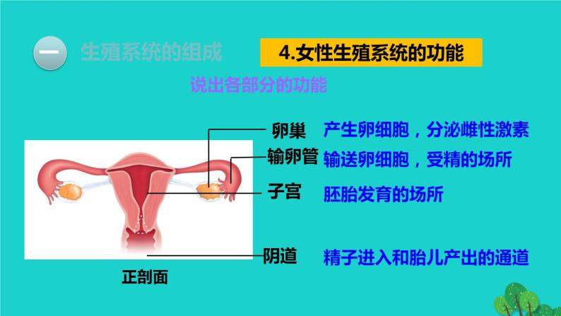 人教版 新课标七年级下册第四单元 生物圈中的人第一章 人的由来第二节 人的生殖教学课件ppt 教习网课件下载