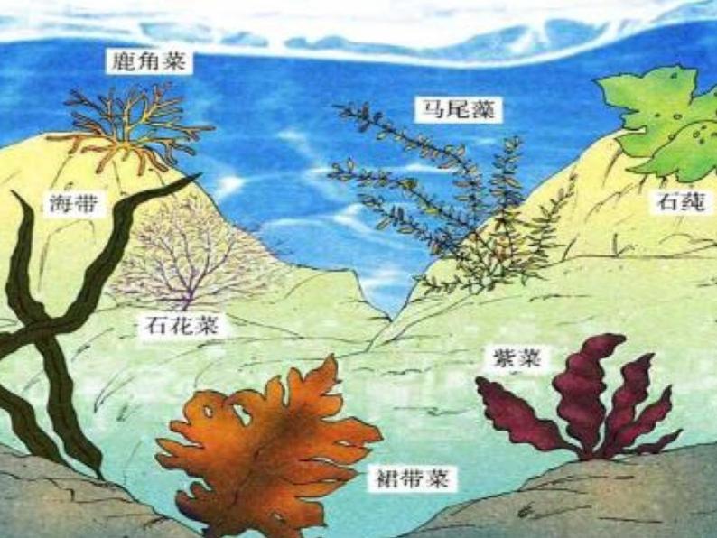 2020 2021学年第三节 藻类植物多媒体教学ppt课件 教习网课件下载