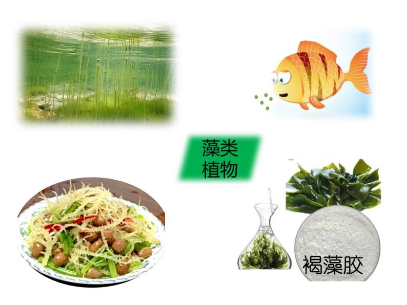 2020 2021学年第三节 藻类植物多媒体教学ppt课件 教习网课件下载