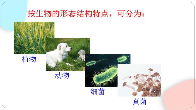 人教版 新课标七年级上册第二节 调查周边环境中的生物课前预习ppt课件 教习网课件下载