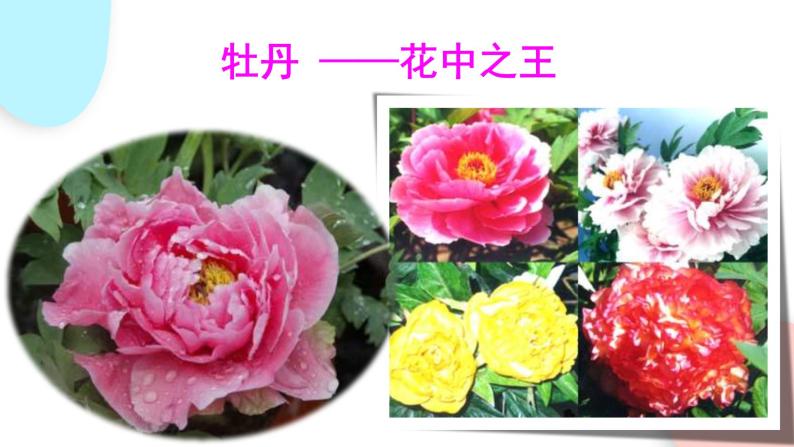 七年级上册第三节 开花和结果课文内容课件ppt 教习网课件下载