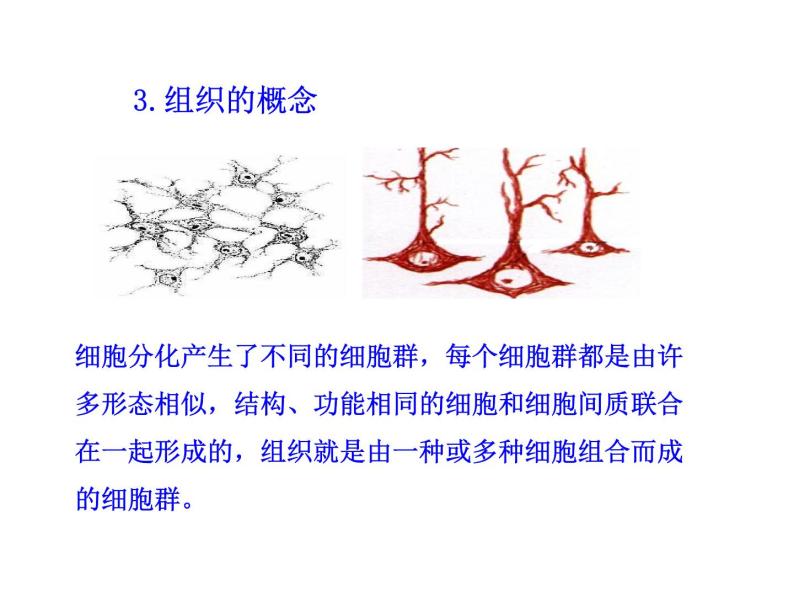 初中生物北师大版七年级上册第1节 细胞分化形成组织背景图ppt课件 教习网课件下载