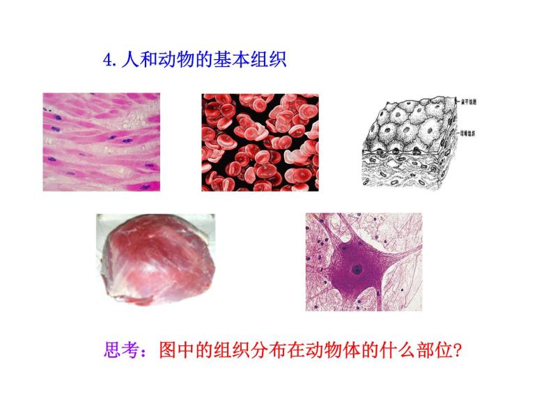 初中生物北师大版七年级上册第1节 细胞分化形成组织背景图ppt课件 教习网课件下载