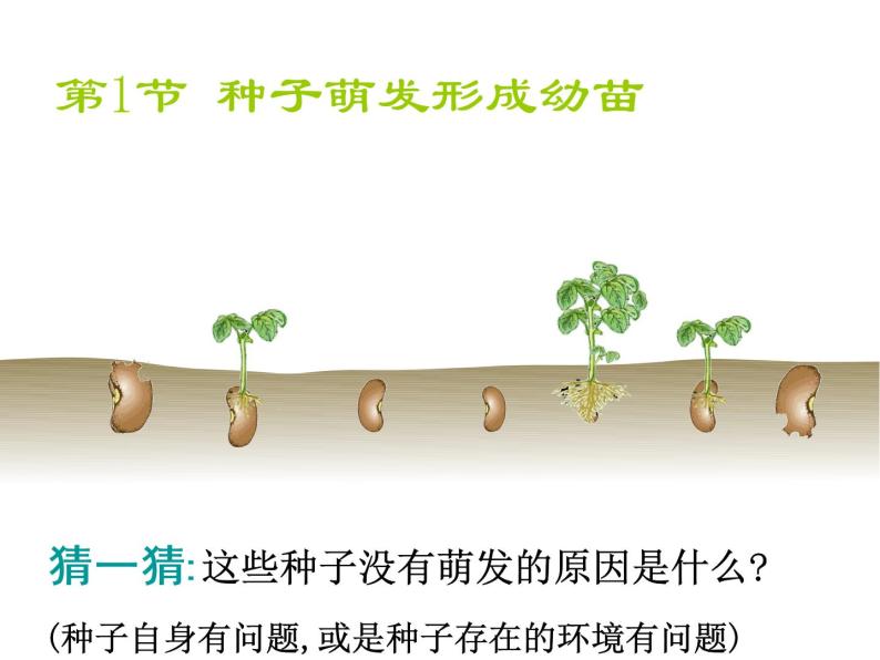 北师大版七年级上册第三单元 生物圈中的绿色植物第6章 绿色开花植物的生活史第1节 种子萌发形成幼苗课文内容ppt课件 教习网课件下载