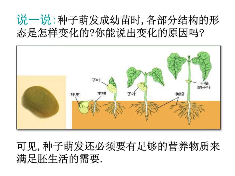北师大版七年级上册第三单元 生物圈中的绿色植物第6章 绿色开花植物的生活史第1节 种子萌发形成幼苗课文内容ppt课件 教习网课件下载