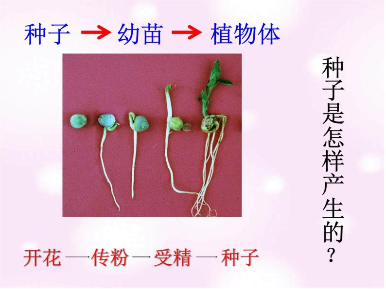 北师大版八年级上册第3节 植物的生殖方式说课ppt课件 教习网课件下载
