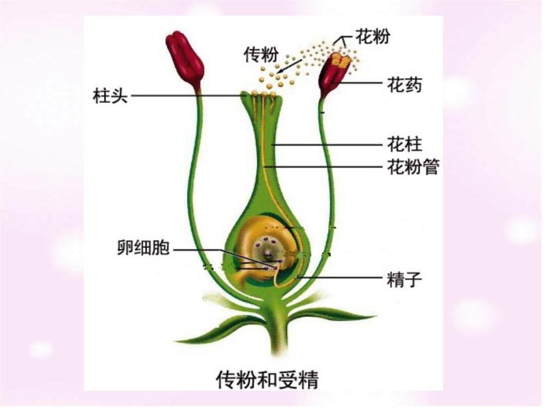 北师大版八年级上册第3节 植物的生殖方式说课ppt课件 教习网课件下载