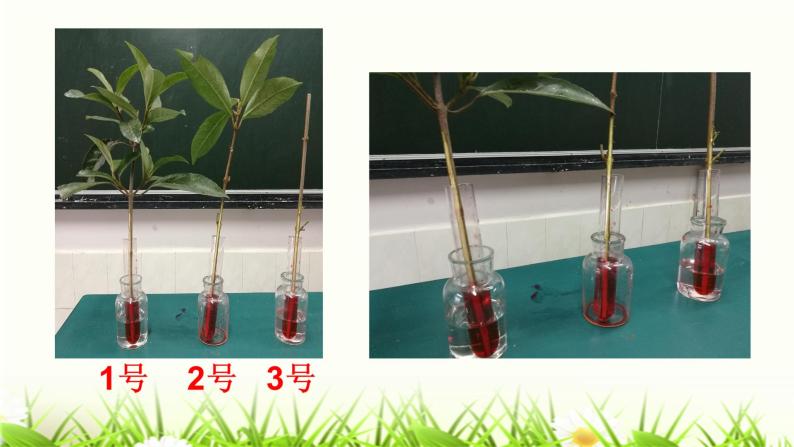 初中生物人教版 新课标七年级上册第三章 绿色植物与生物圈的水循环示范课课件ppt 教习网课件下载