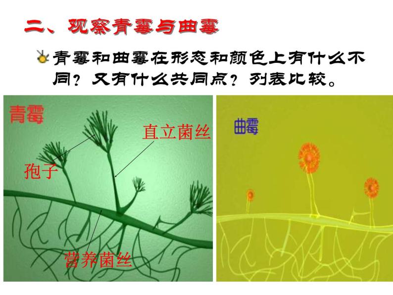 初中生物第五单元 生物圈中的其他生物第四章 细菌和真菌第三节 真菌授课课件ppt 教习网课件下载