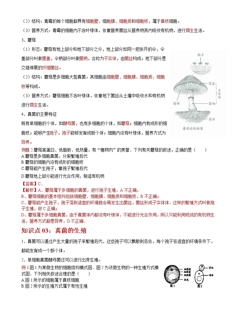 5.4.3 真菌- 2022-2023学年八年级上册生物同步精品讲义（人教版）-教习网|课件下载