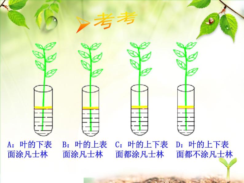 初中生物北师大版七年级上册第4节 蒸腾作用说课课件ppt 教习网课件下载