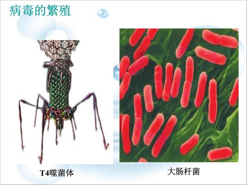 人教版 新课标八年级上册第五单元 生物圈中的其他生物第五章 病毒教案配套课件ppt 教习网课件下载
