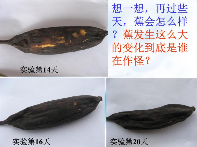 人教版 新课标八年级上册第四节 细菌和真菌在自然界中的作用备课课件ppt 教习网课件下载