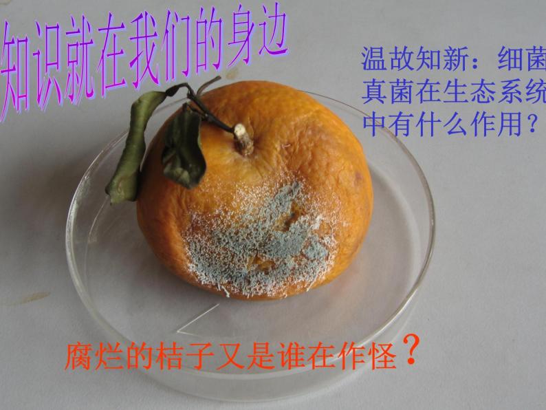 人教版 新课标八年级上册第四节 细菌和真菌在自然界中的作用备课课件ppt 教习网课件下载