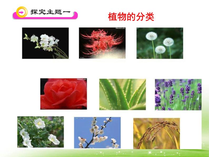 人教版 新课标第一节 尝试对生物进行分类背景图课件ppt 教习网课件下载