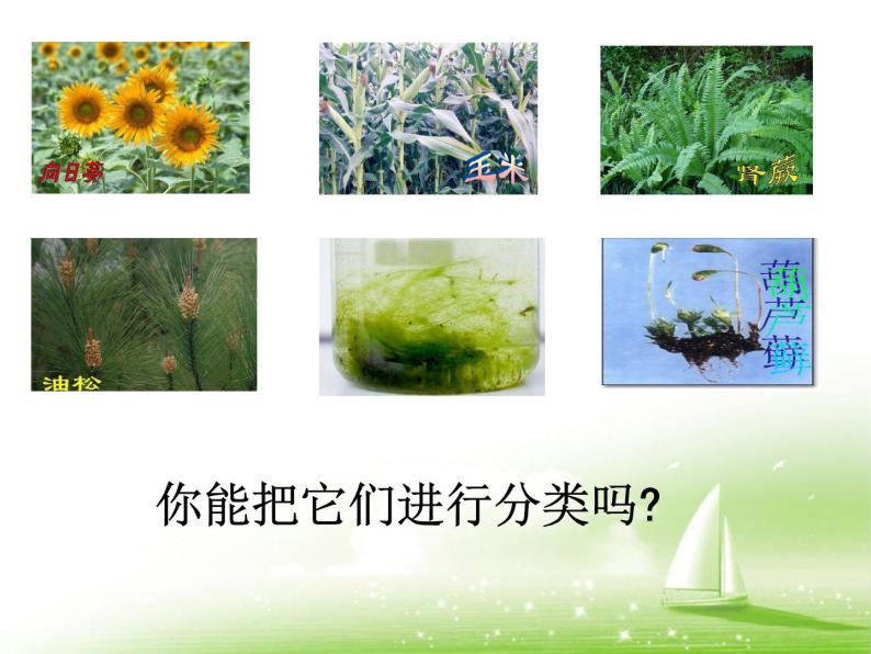 人教版 新课标第一节 尝试对生物进行分类背景图课件ppt 教习网课件下载