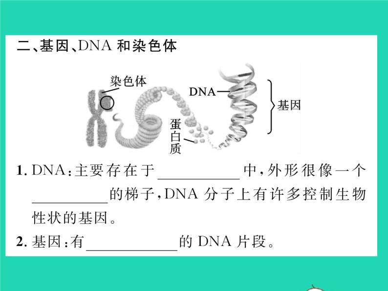 初中生物人教版 新课标八年级下册第二节 基因在亲子代间的传递习题ppt课件 教习网课件下载