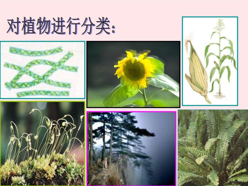 人教版 新课标八年级上册第一节 尝试对生物进行分类教学课件ppt 教习网课件下载