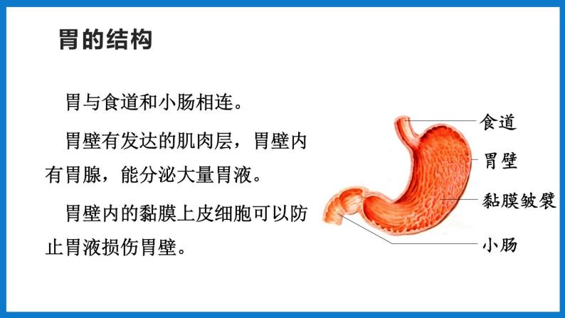 初中济南版第二节 消化和吸收课堂教学ppt课件 教习网课件下载