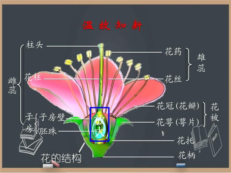 苏教版八年级下册第二节 植物的有性生殖优质课课件ppt 教习网课件下载