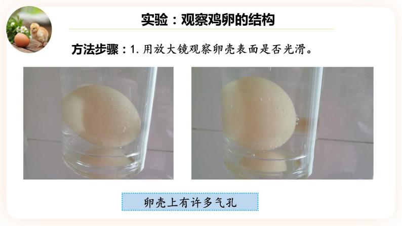 初中生物人教版 新课标八年级下册第七单元 生物圈中生命的延续和发展第一章 生物的生殖和发育第四节 鸟的生殖和发育精品ppt课件 教习网课件下载