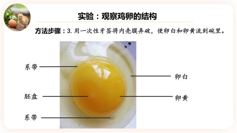 初中生物人教版 新课标八年级下册第七单元 生物圈中生命的延续和发展第一章 生物的生殖和发育第四节 鸟的生殖和发育精品ppt课件 教习网课件下载