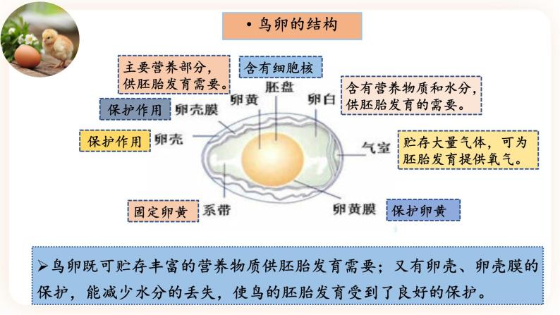初中生物人教版 新课标八年级下册第七单元 生物圈中生命的延续和发展第一章 生物的生殖和发育第四节 鸟的生殖和发育精品ppt课件 教习网课件下载
