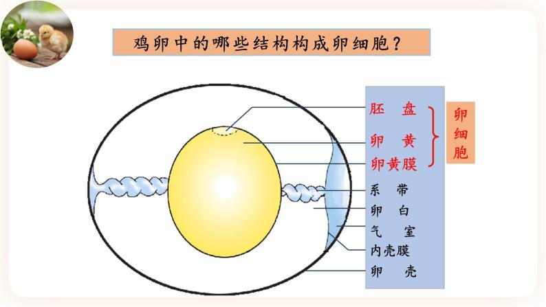 初中生物人教版 新课标八年级下册第七单元 生物圈中生命的延续和发展第一章 生物的生殖和发育第四节 鸟的生殖和发育精品ppt课件 教习网课件下载