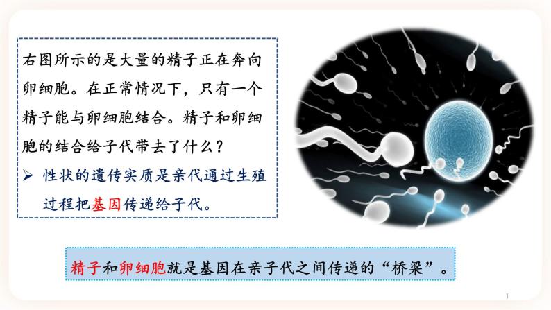 初中生物人教版 新课标八年级下册第二节 基因在亲子代间的传递优秀ppt课件 教习网课件下载