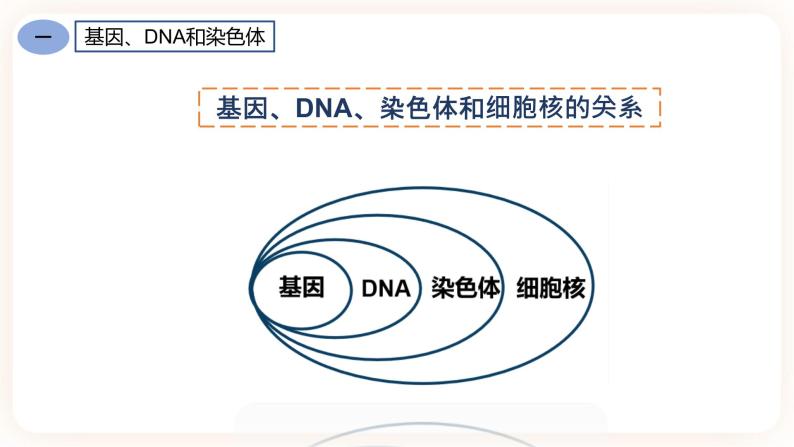 初中生物人教版 新课标八年级下册第二节 基因在亲子代间的传递优秀ppt课件 教习网课件下载
