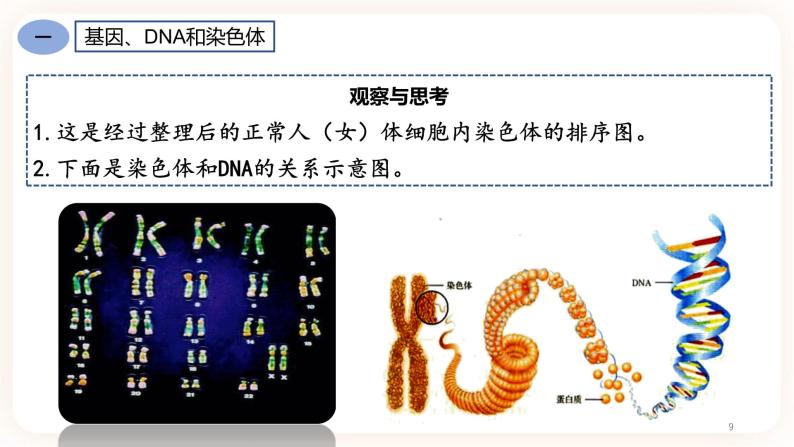 初中生物人教版 新课标八年级下册第二节 基因在亲子代间的传递优秀ppt课件 教习网课件下载