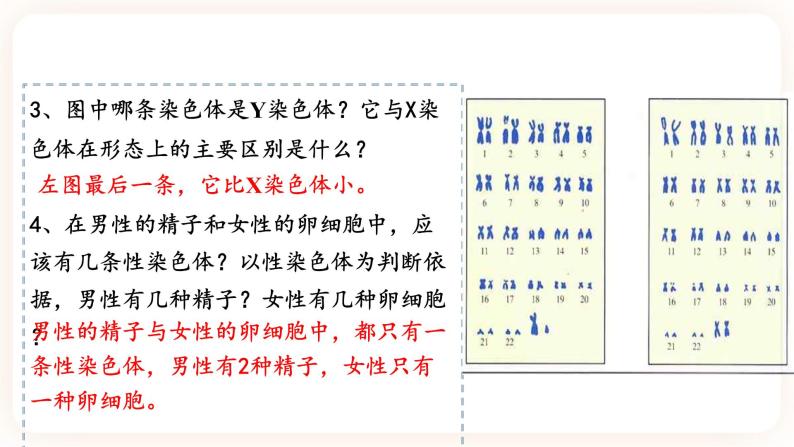八年级下册第四节 人的性别遗传精品ppt课件 教习网课件下载