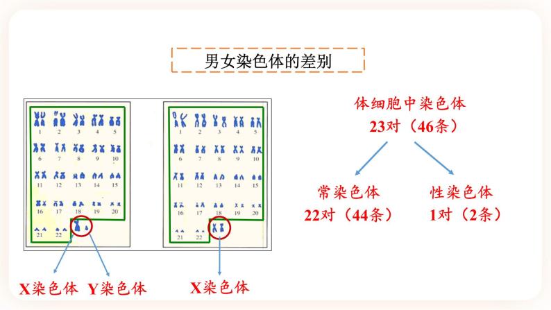 八年级下册第四节 人的性别遗传精品ppt课件 教习网课件下载