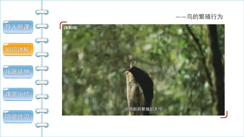 初中人教版 新课标第四节 鸟的生殖和发育授课课件ppt 教习网课件下载