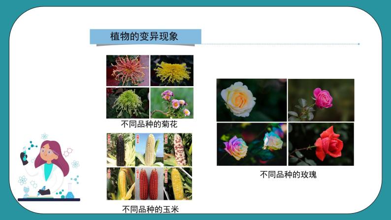 人教版 新课标八年级下册第五节 生物的变异精品课件ppt 教习网课件下载