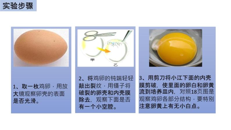 初中生物中考复习 初中生物实验突破（通用版）：观察鸡卵的结构课件 教习网课件下载